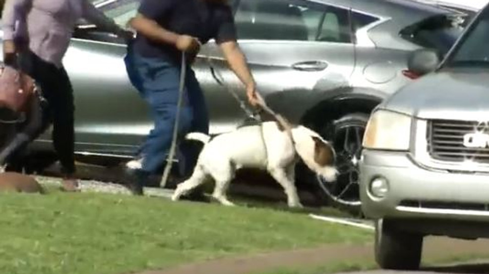 911 calls detail horrifying scene as dog attacks child, three others in ... 911 calls detail horrifying scene as dog attacks child, three others in ...