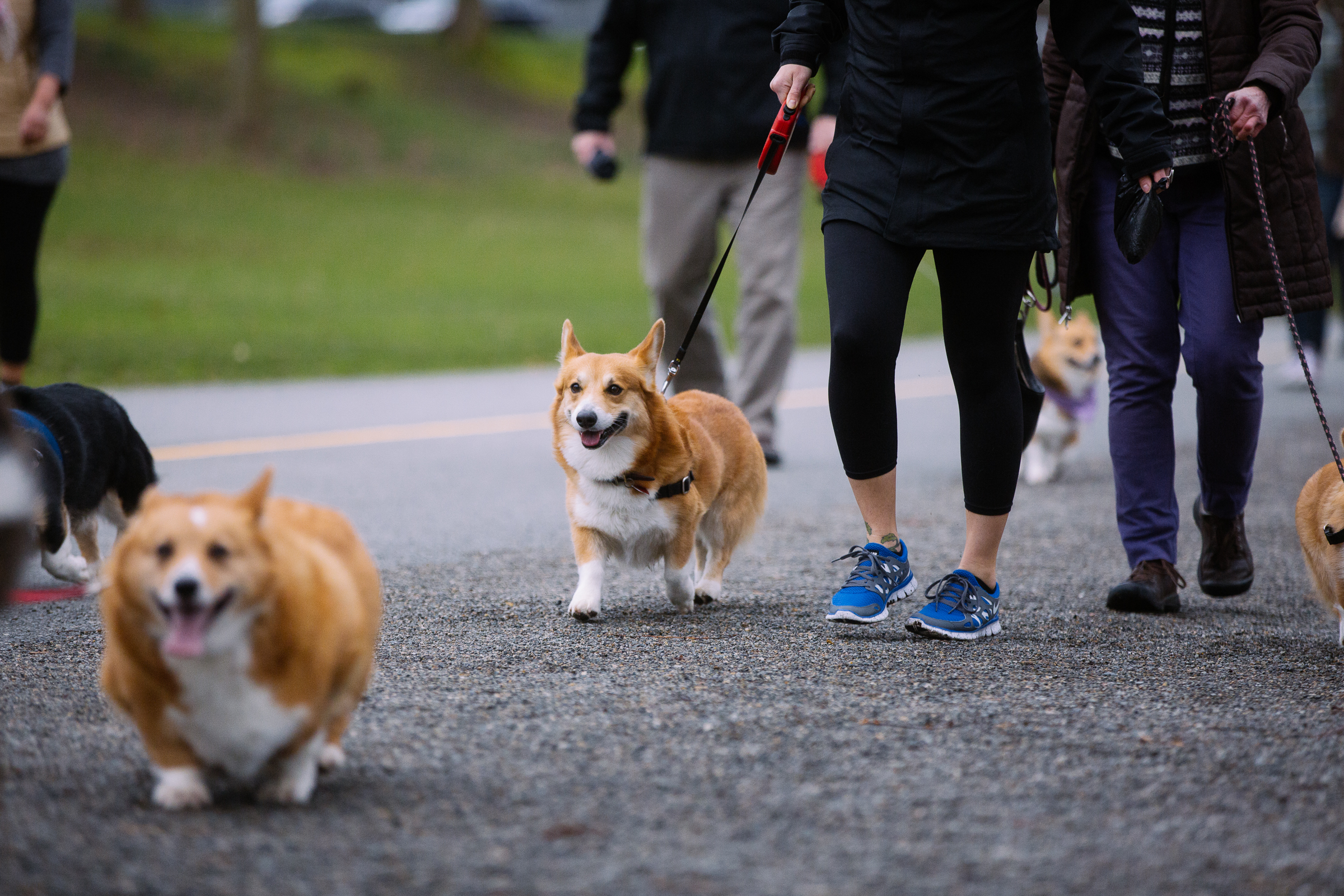 So many corgis at the Green Lake Corgi Walk | Seattle Refined