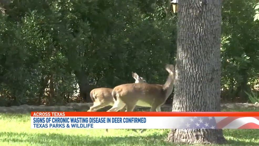 Signs of chronic wasting disease in deer confirmed | WOAI