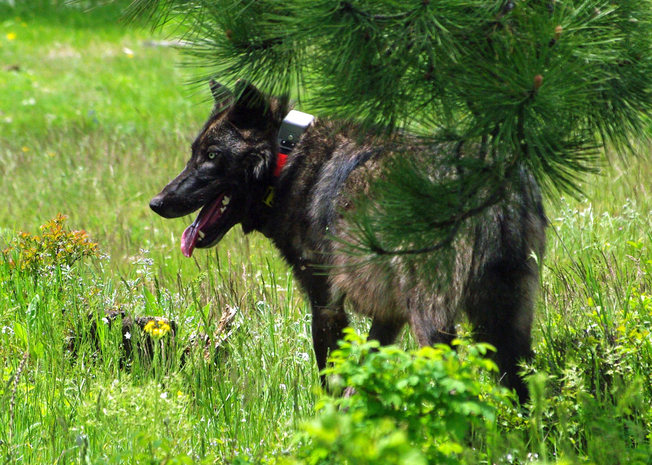 Photos: Oregon's wolves | KVAL