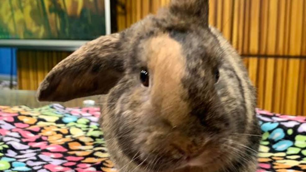 Furever Friends: Adoptable pets available 2/11/2020 | WJAC