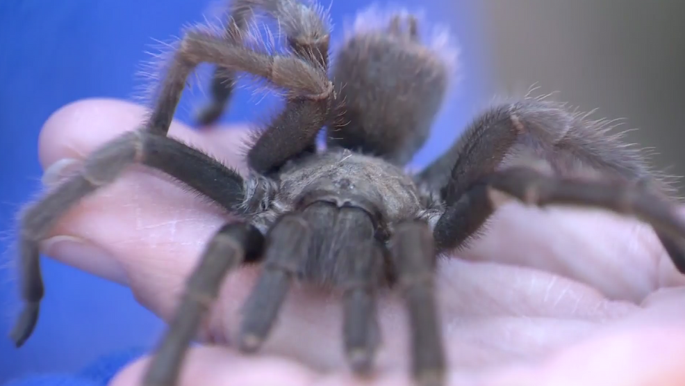 Warm fall weather sparks tarantula mating season | WKRC