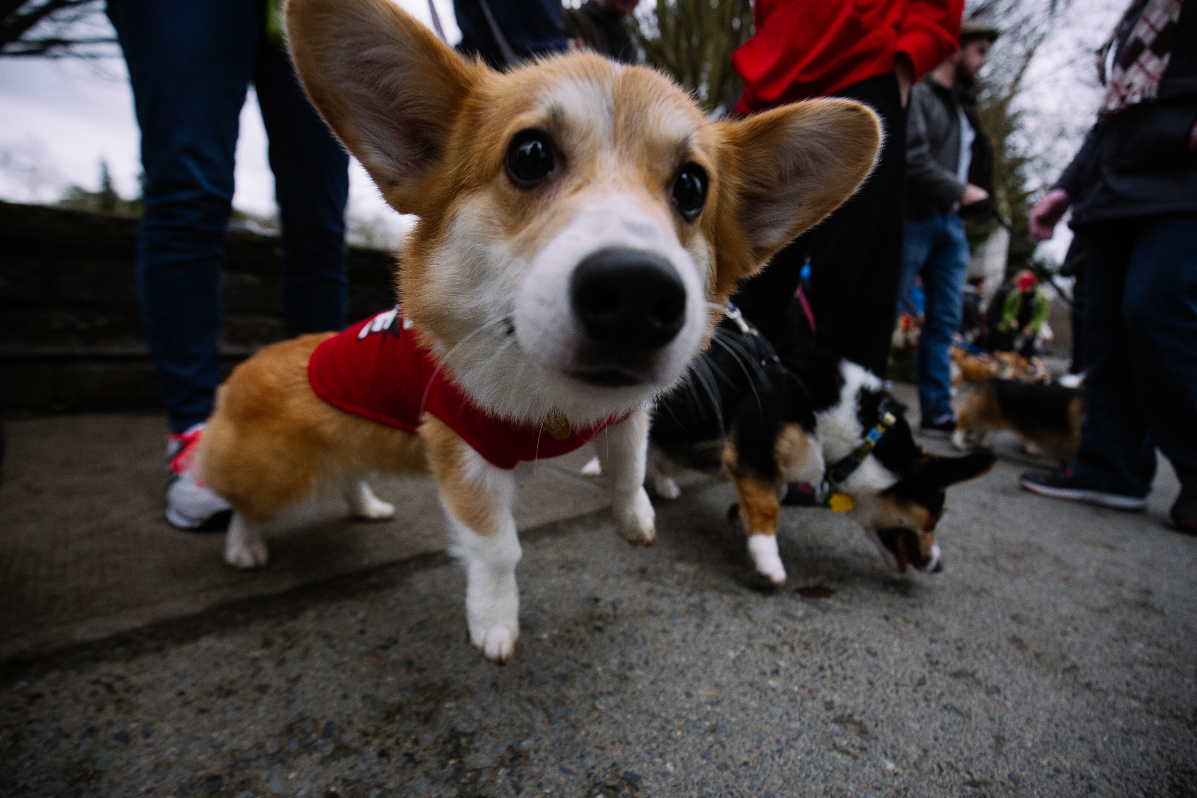 So many corgis at the Green Lake Corgi Walk | Seattle Refined