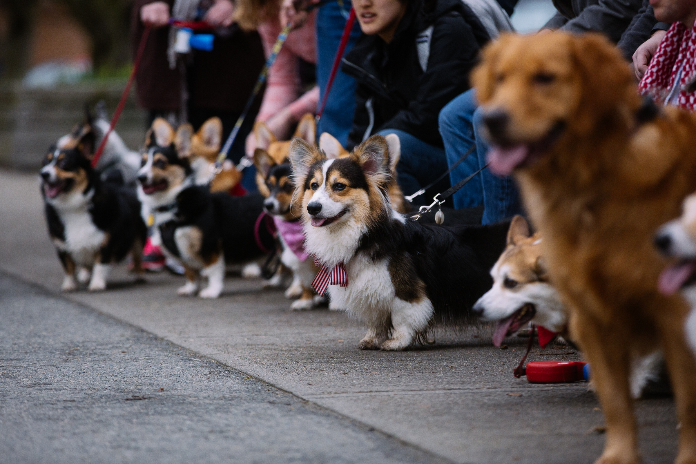 So many corgis at the Green Lake Corgi Walk | Seattle Refined
