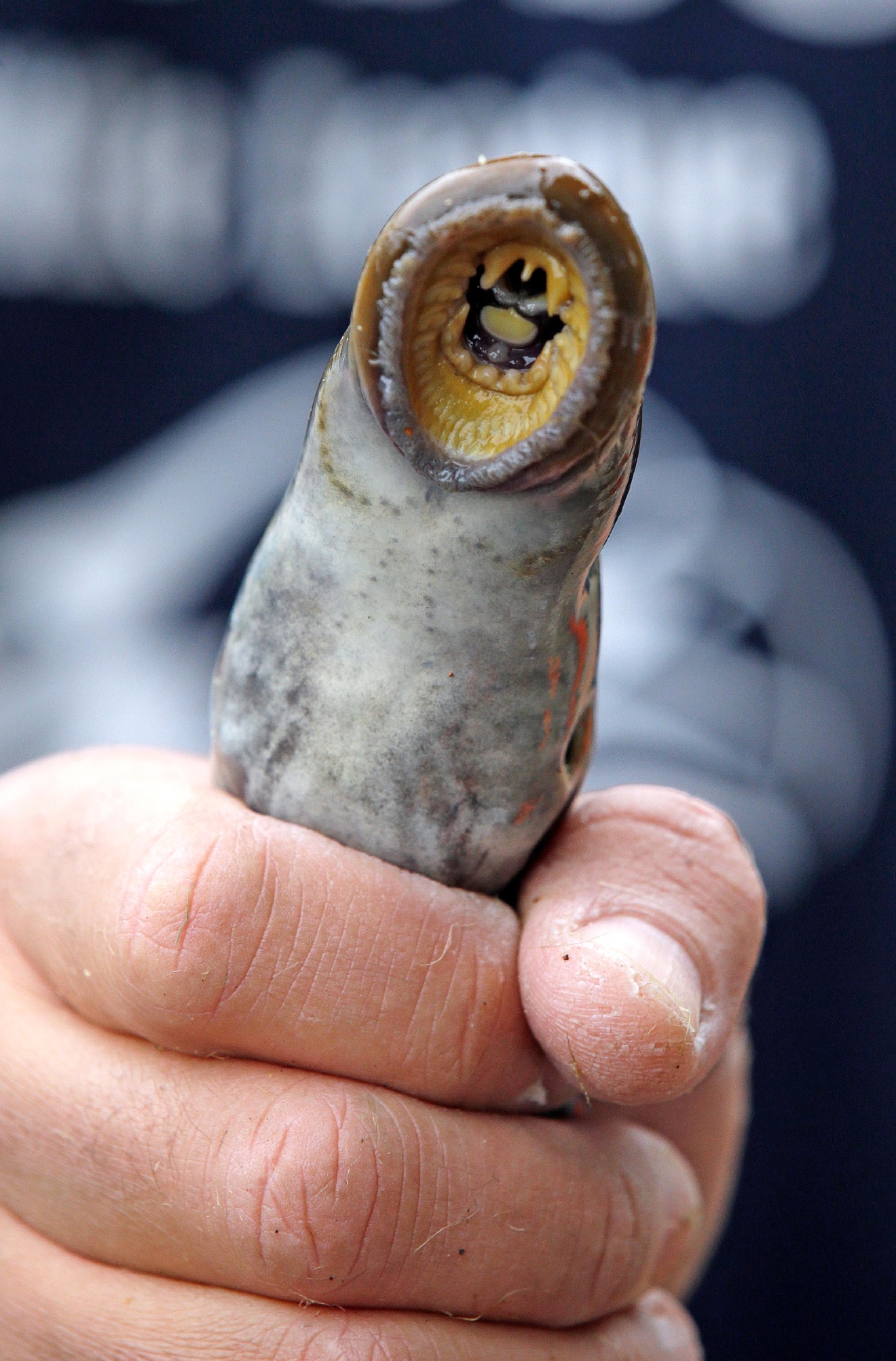 Photos: Tribes harvest lamprey at Oregon's Willamette Falls | KVAL