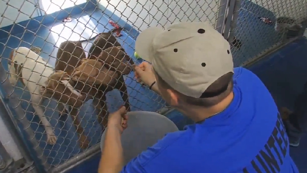 Meet the 'friends' to local shelter animals | WEAR