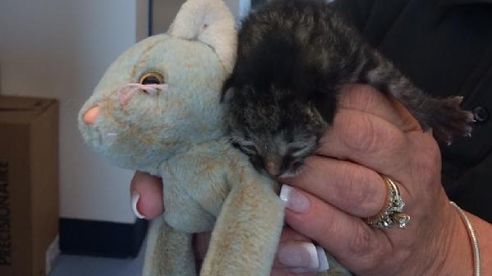 Kitten dies from complications after being abandoned at park | WSTM