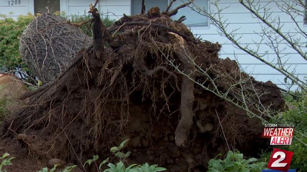 Can your trees stand up to the next storm? | KATU