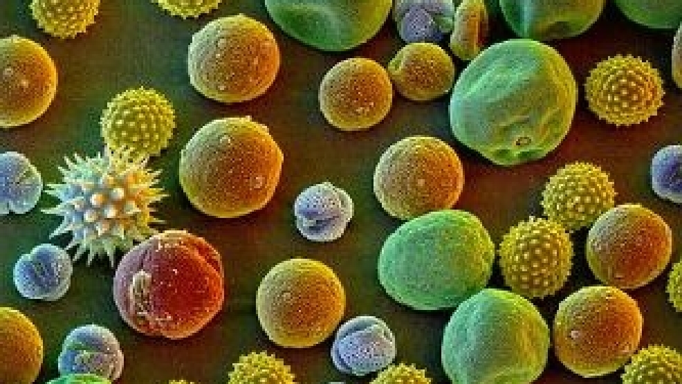 Tree pollen already impacting allergy sufferers | KPIC