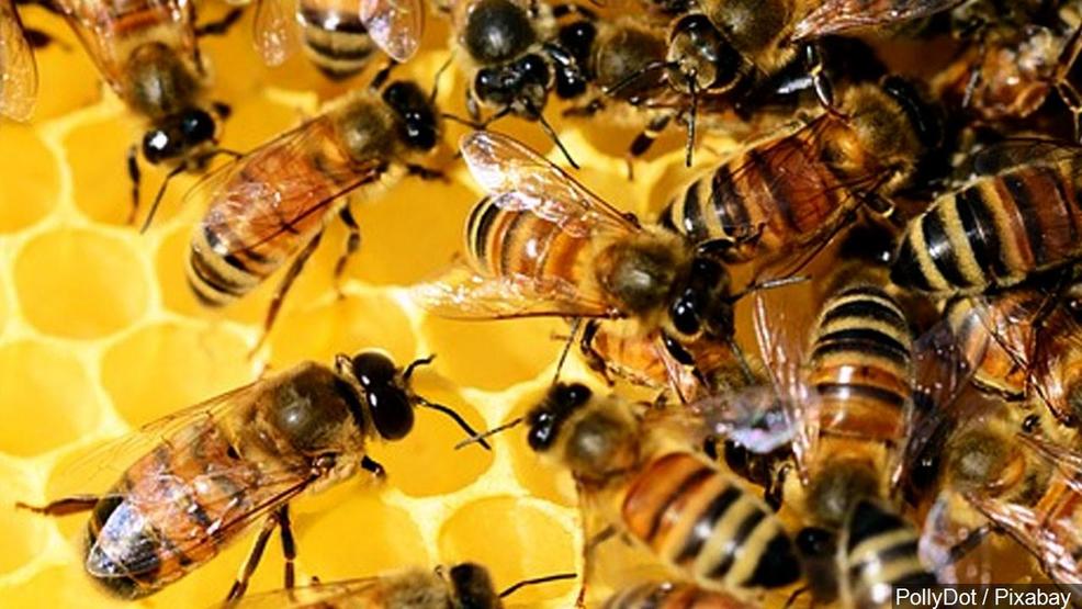 Florida beekeeper says someone poisoned his honey bees | WPEC