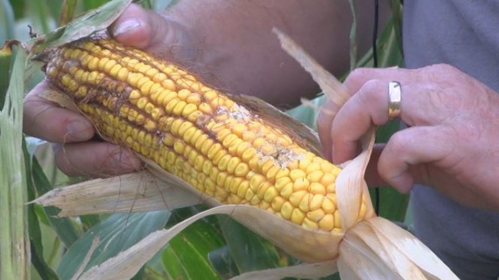 Environment conditions cause farmers to suffer economically from corn ...