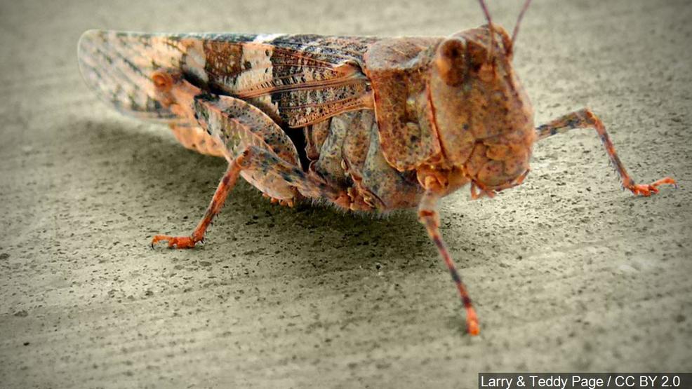 Consuming bugs: Gross, but good for your health? | KSNV