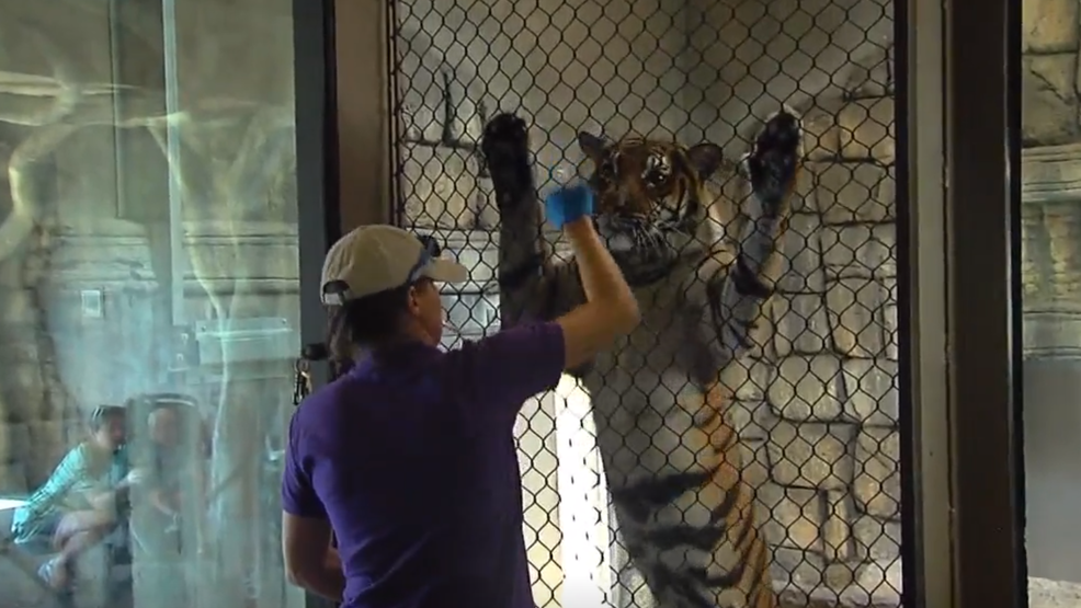 Behind the Exhibit: Malayan tiger training at Tulsa Zoo | KTUL