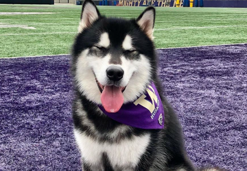 It's a Dawg's Life: Catching up with Dubs, the UW mascot | Seattle Refined